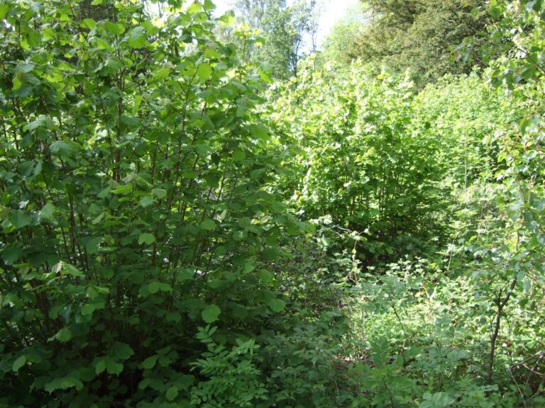 Coppicing – BHMAT